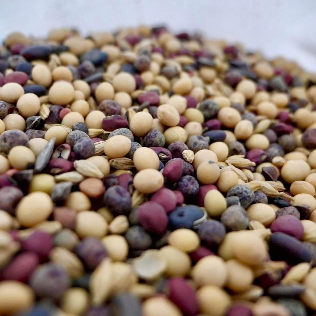 Nitro Boost - Spring/Summer Blend – Vitalize Seed Company