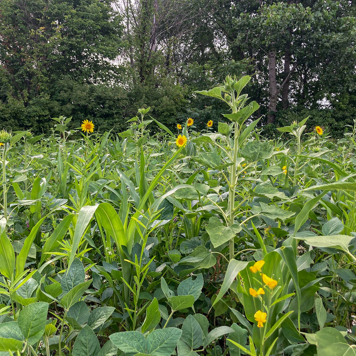 Nitro Boost - Spring/Summer Blend | Nitrogen Fixing Cover Crop